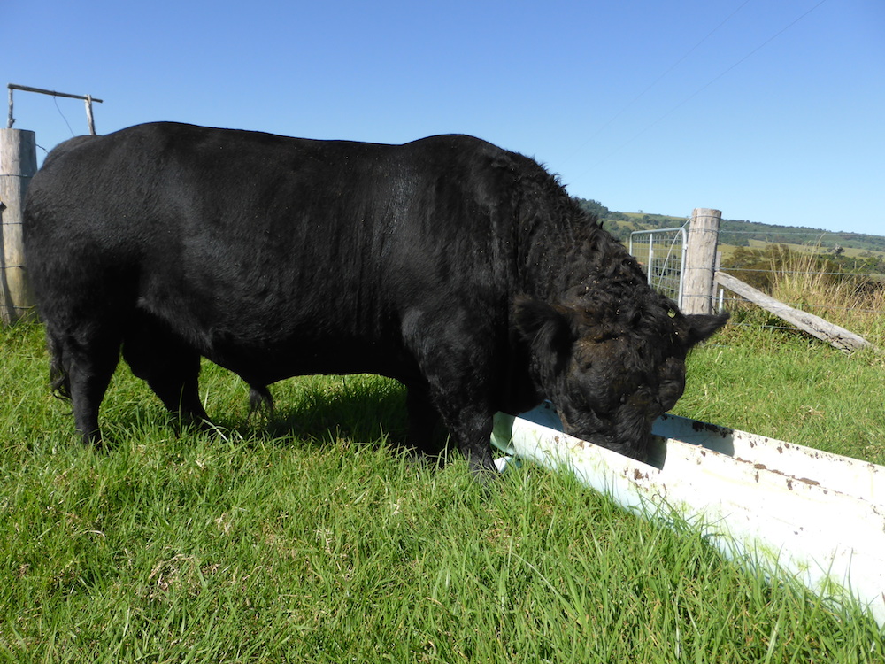 Lowline Cattle Profiles at Cloudbreak Lowlines